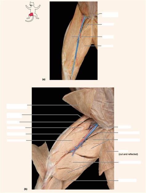 Superficial Muscles Of The Anteromedial Thigh Diagram Quizlet