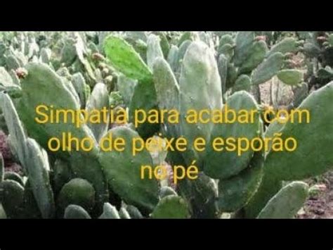 Simpatia para olho de peixe esporão no pé fique livre pra sempre
