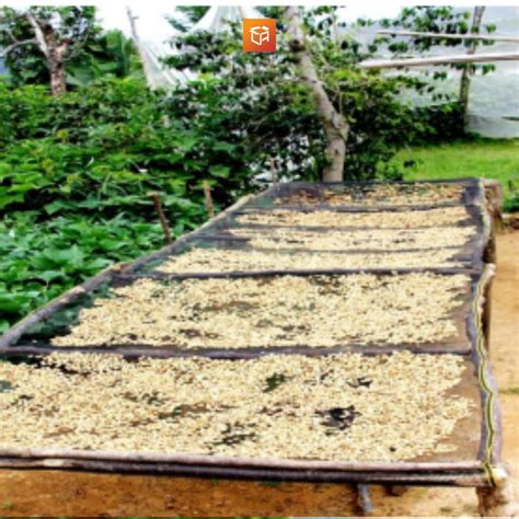Arabica Gayo Coffee Bean Central Aceh Sumatra Origin Inaexport
