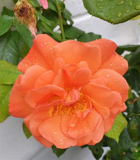 Solve Beautiful Flowers 6 Orange Rose Jigsaw Puzzle Online