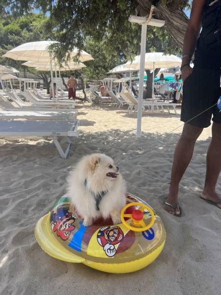 Recherche Femelle Spitz Pour Saillie Pour Mon M Le Annonce