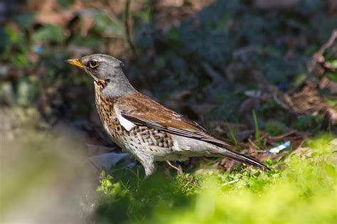 Wacholderdrossel Vogel Natur Kostenloses Foto Auf Pixabay Pixabay