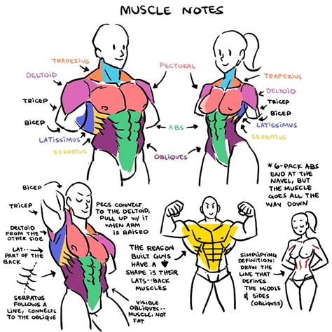 Muscle Anatomy Drawing Reference Arm Muscle Drawing Anatomy Reference