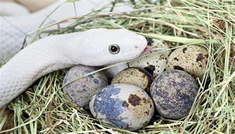 Trucs Choquants Quon Ne Sait Pas Sur Les Serpents Homenal