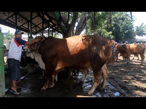 Bakalan Super Sapi Jumbo Simental Dan Limusin Brahman Brangus Sapi