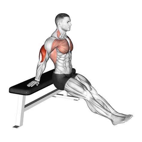 Triceps Exercises Chart For Men