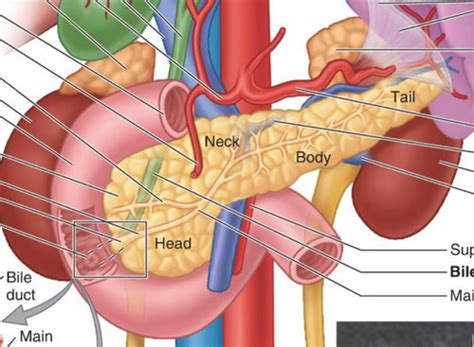 Mod Semester Cross Sectional Anatomy Flashcards Quizlet