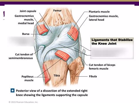 Knee Ligaments Posterior Diagram Quizlet