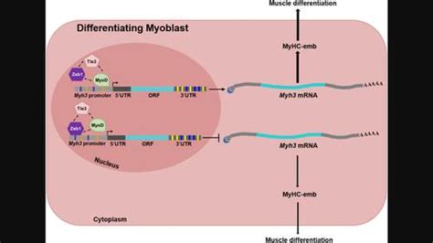 Zeb1 And Tle3 Are Trans Factors That Differentially Regulate The