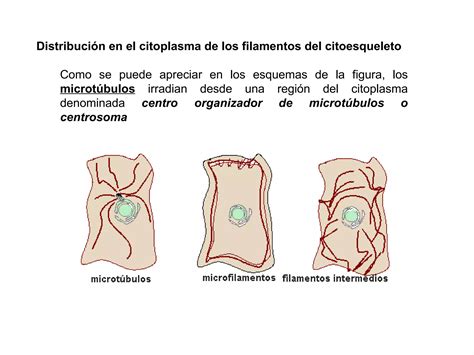 Clase 13 A Organelos No Membranosos Citoesqueleto PPT