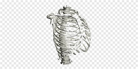 Anatomia V Ilustracja Szkic Klatki Piersiowej Png Pngegg The Best