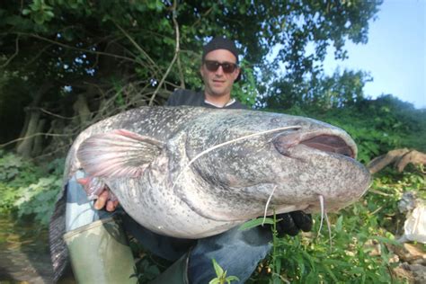 Comment pêcher le silure au poisson mort manié une pêche ancéstrale