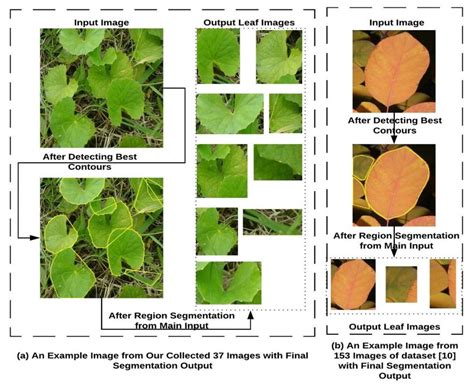 Leaf Segmentation Example Of Two Images With Input And Output