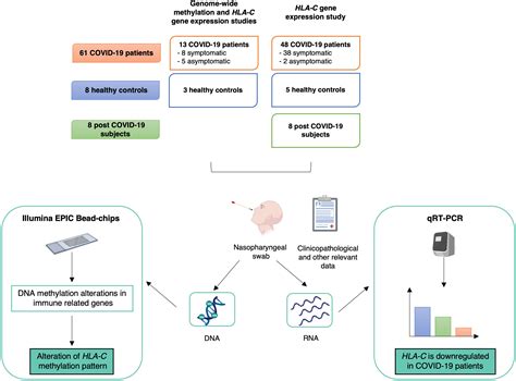 Frontiers HLA C Dysregulation As A Possible Mechanism Of Immune