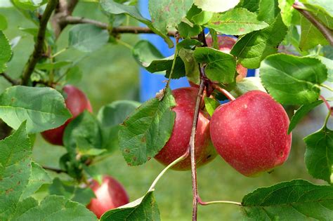 Árbol De Manzana Roja Foto gratis en Pixabay Pixabay