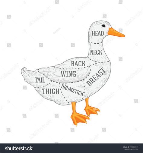 오리를 절단하기 위한 벡터 정육점 다이어그램 스톡 벡터 로열티 프리 1756059599 Shutterstock