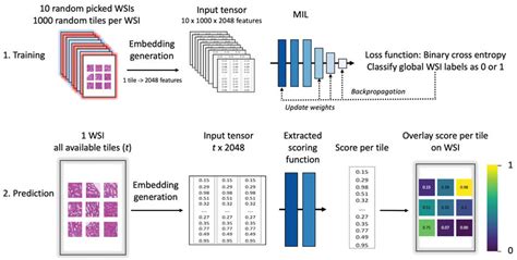 a 2 step weakly supervised multiple instance learning approach for download scientific diagram