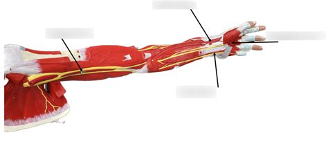 Arm Arteries Diagram Quizlet