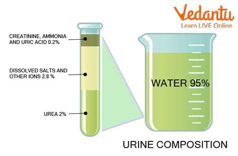 What Is Urine Made Up Of Learn Important Terms And Concepts