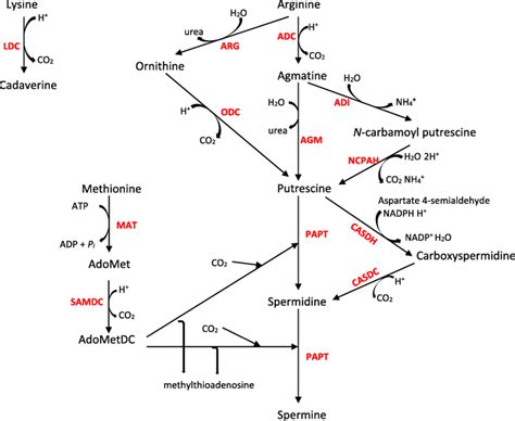 Central Common Polyamine Synthesis Pathways In Prokaryotes Adc