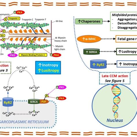 Schematic Representation Of Early And Late Onset Effects On CCM