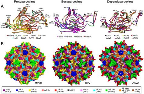 The Vrs Of The Parvovirinae A Structural Superposition Of Vp