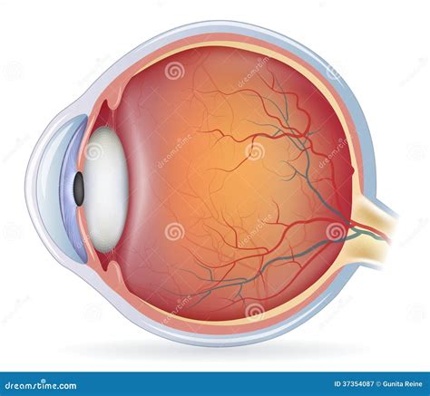 Human Eye Diagram Unlabeled Human Eye Diagram Human Ear Diagram Eye