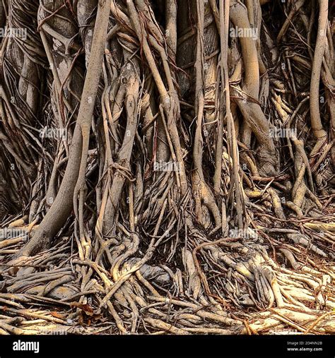 Banyan Tree Root System