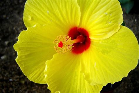 Hawaiian Flower