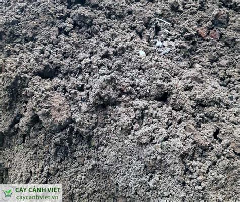 Đất Thịt Phù Sa Đồng Nai số lượng lớn 380k khối Cây Cảnh Việt