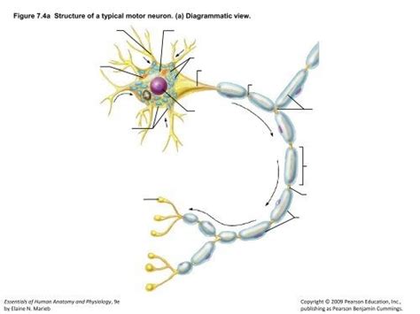Structure Of A Typical Motor Neuron Diagram Quizlet