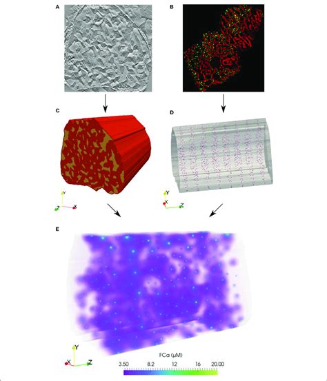 finite element model of ca 2 reaction diffusion in an eight download scientific diagram