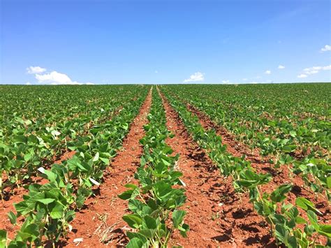 Saiba mais sobre o manejo pós emergente de plantas daninhas na soja