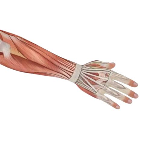 Gross Anatomy Forearm Hand Dexterity PD