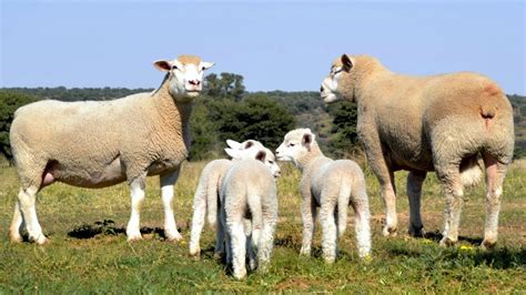 Île de France Sheep Adaptable Triple Purpose YouTube