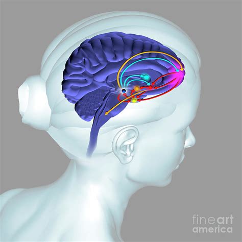 Brain Reward Pathway Photograph By Fernando Da Cunha Science Photo