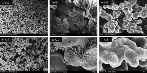 Scanning electron microscopy SEM data of sample a b 19 δ