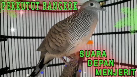 Perkutut Bangkok Suara Depan Menjerit Bagus Untuk Masteran Perkutut
