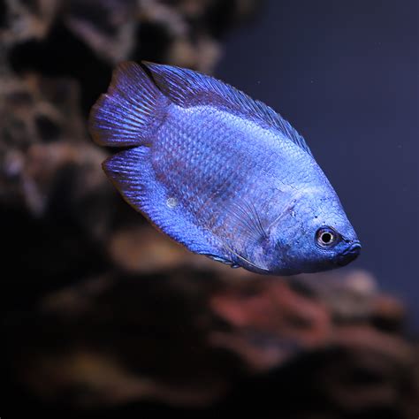 Cobalt Blue Dwarf Gourami Cm Snc Fishshop
