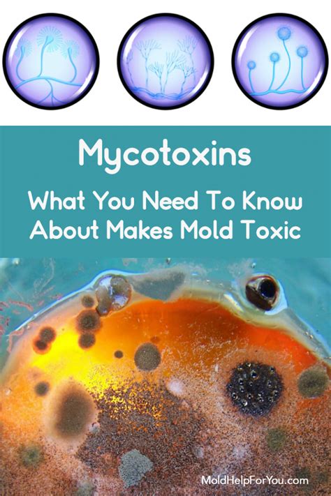 The Ultimate Guide To Mycotoxins And What Makes Mold Toxic Mold Help