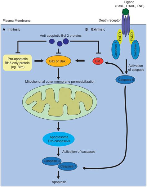 Diagram Of Intrinsic And Extrinsic Pathways Of Apoptosis A In The