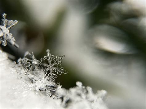 Kostenlose Foto Wasser Natur Gras Ast Schnee Kalt Winter