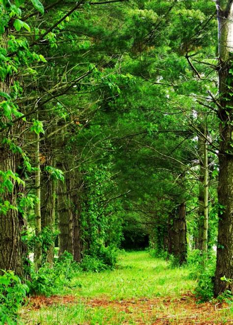 Banco de imagens árvore natureza região selvagem plantar trilha