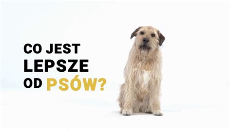 MÓJ PIES ARTUR Co jest lepsze od psów Kino Świat YouTube