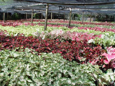 Four New Caladium Cultivars For Containers And Landscapes ASHS
