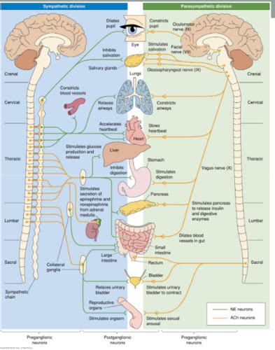 Autonomic Nervous System Flashcards Quizlet