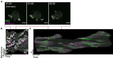 Frontiers Using Live Cell Imaging And Synthetic Biology To Probe