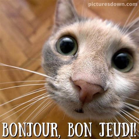 Bon Jeudi Humour Image Chat Mignon Picturesdown
