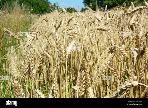 Cosecha De Cereales De Trigo En Tierras De Cultivo De Trigo