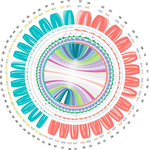 Chromosome Level And Haplotype Resolved Genome Provides Insight Into